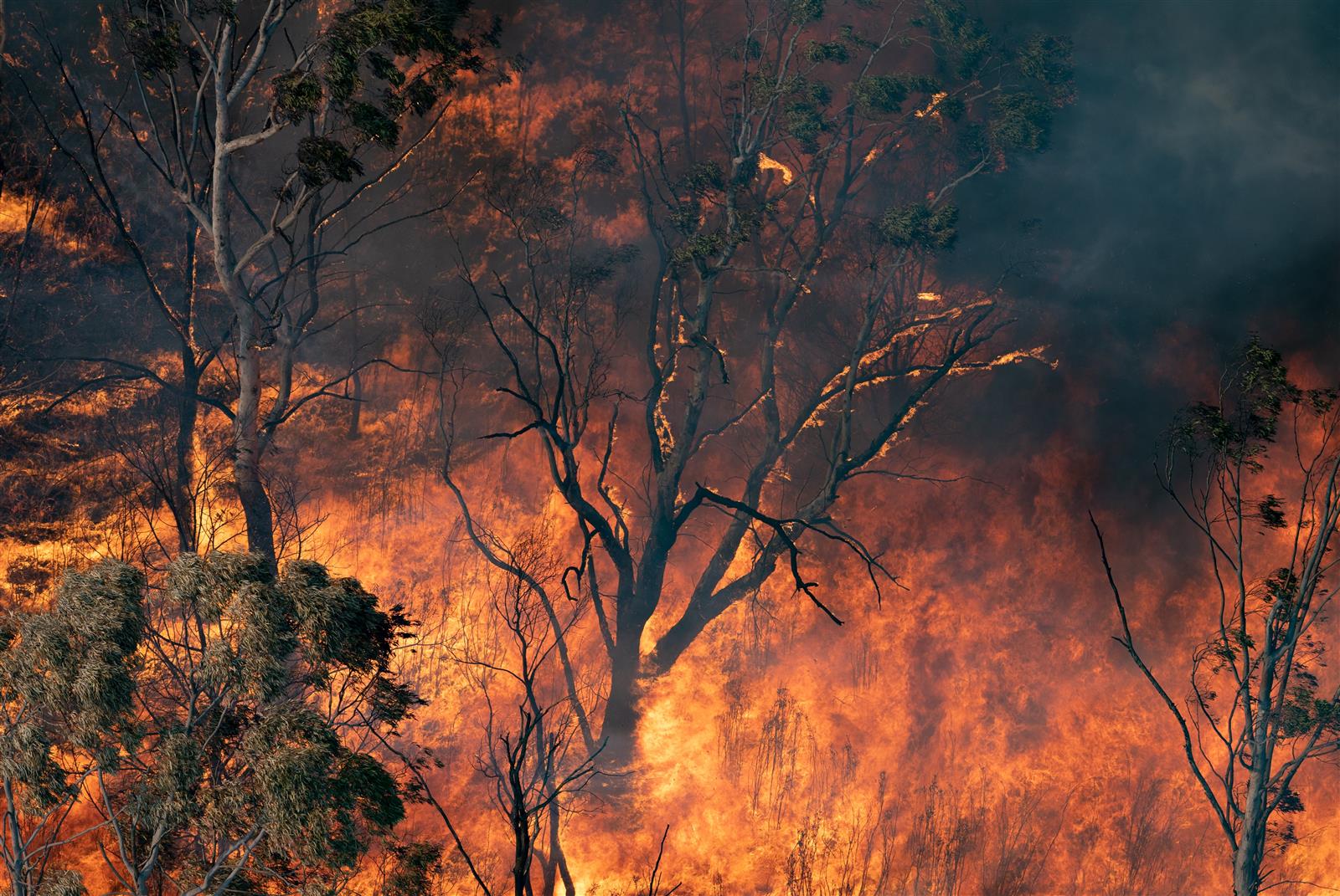 Science podcasts focus on bushfire research | CFA News & Media