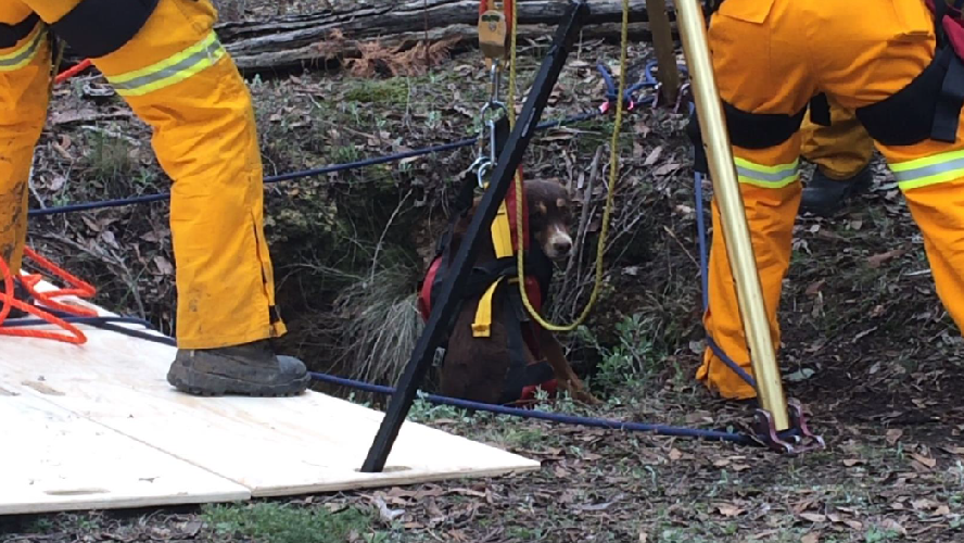 CFA rescues Boofa the kelpie | CFA News & Media