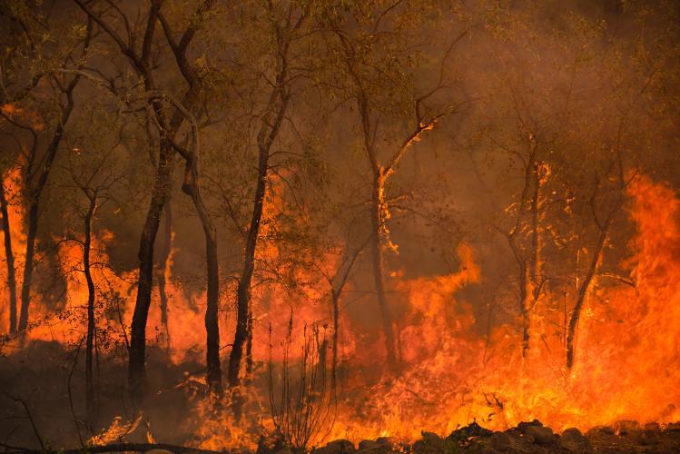 How well do you know fire? Summer Campaign launch | CFA News & Media